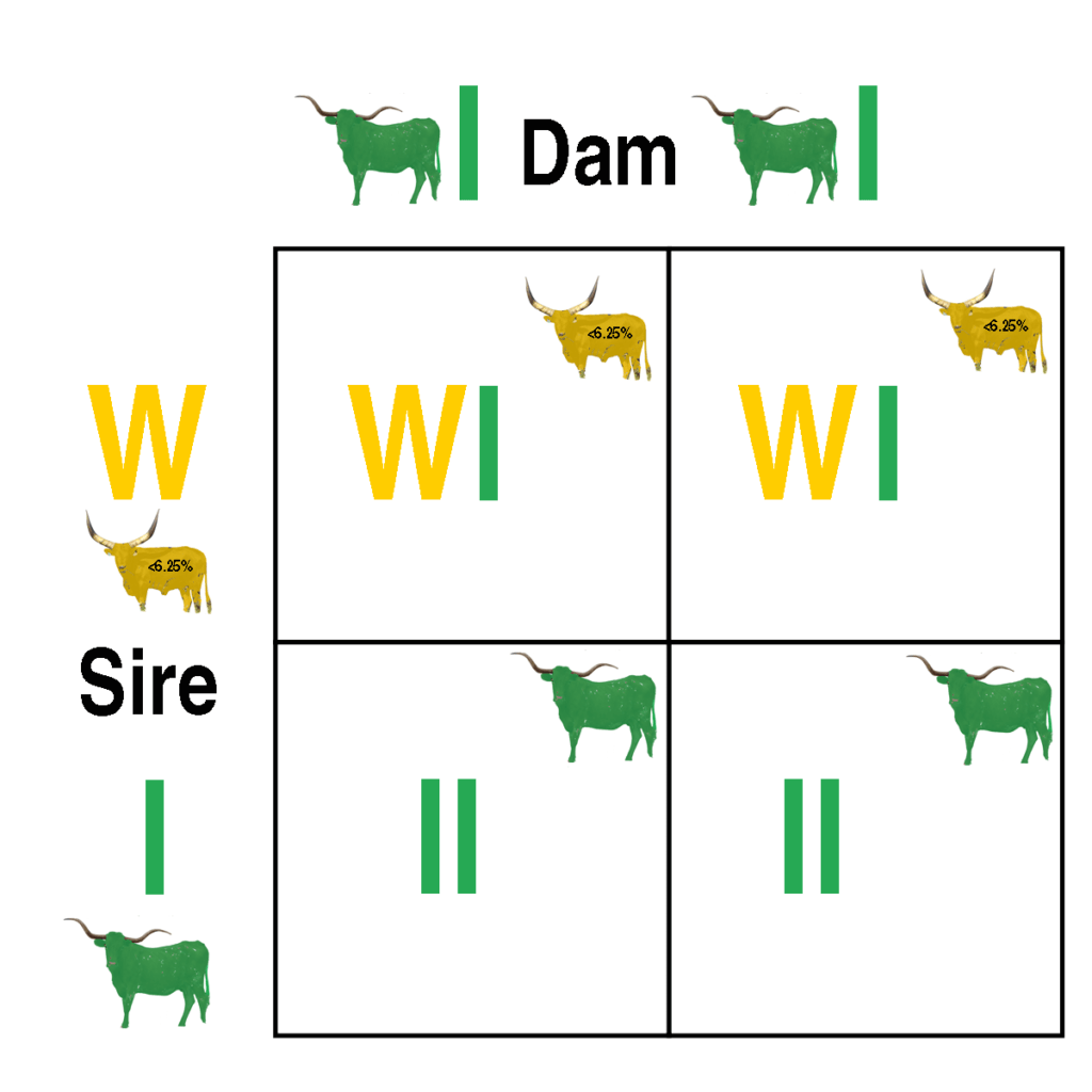 DNA Explanation - Cattlemen's Texas Longhorn Conservancy