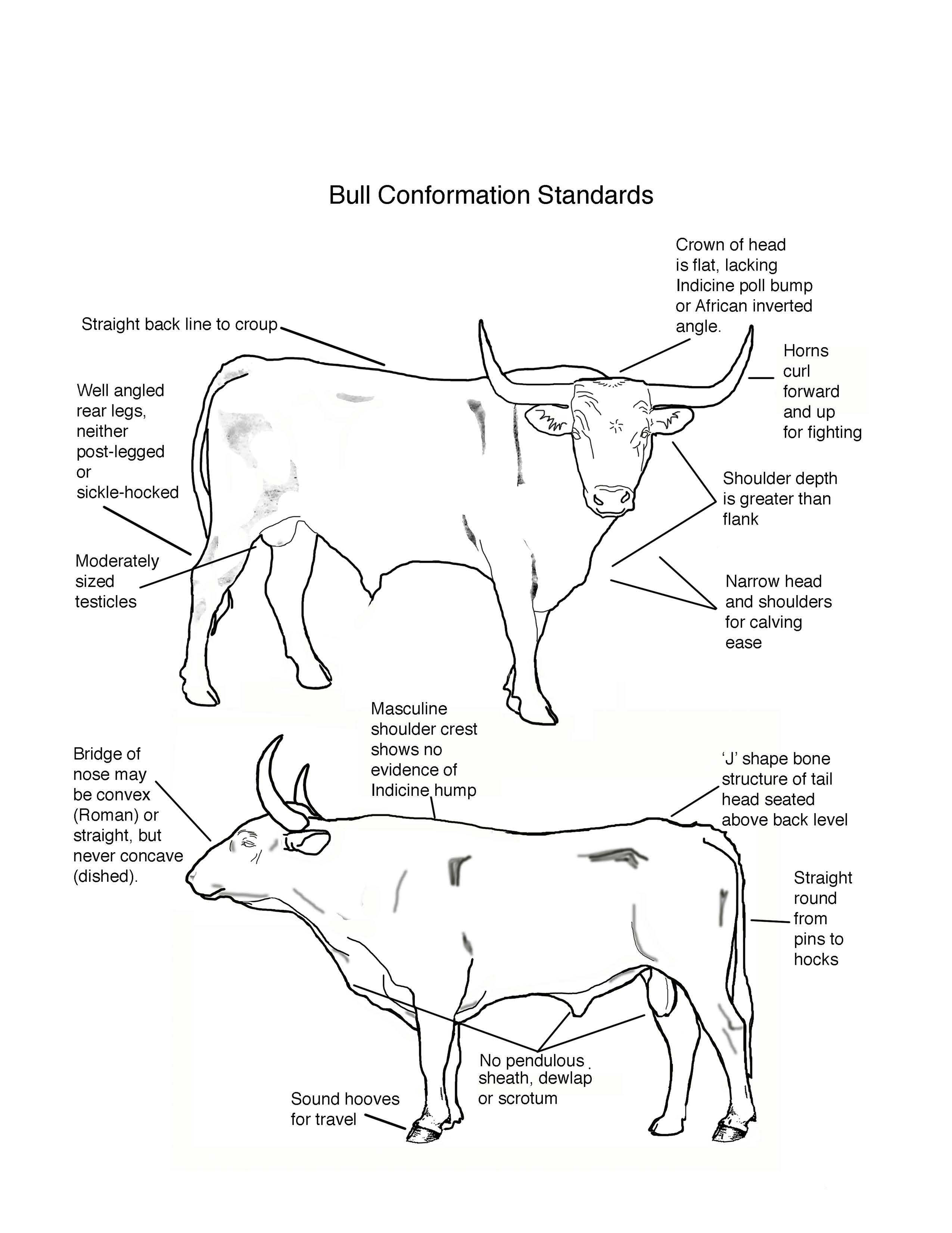 Phenotype – Cattlemen's Texas Longhorn Conservancy