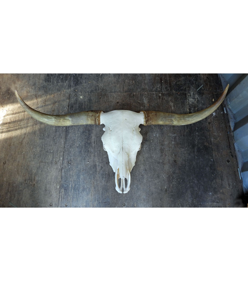 Bull Skull - Cattlemen's Texas Longhorn Conservancy
