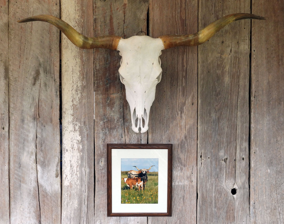 Yates Cow Skull with Photo - Cattlemen's Texas Longhorn Conservancy